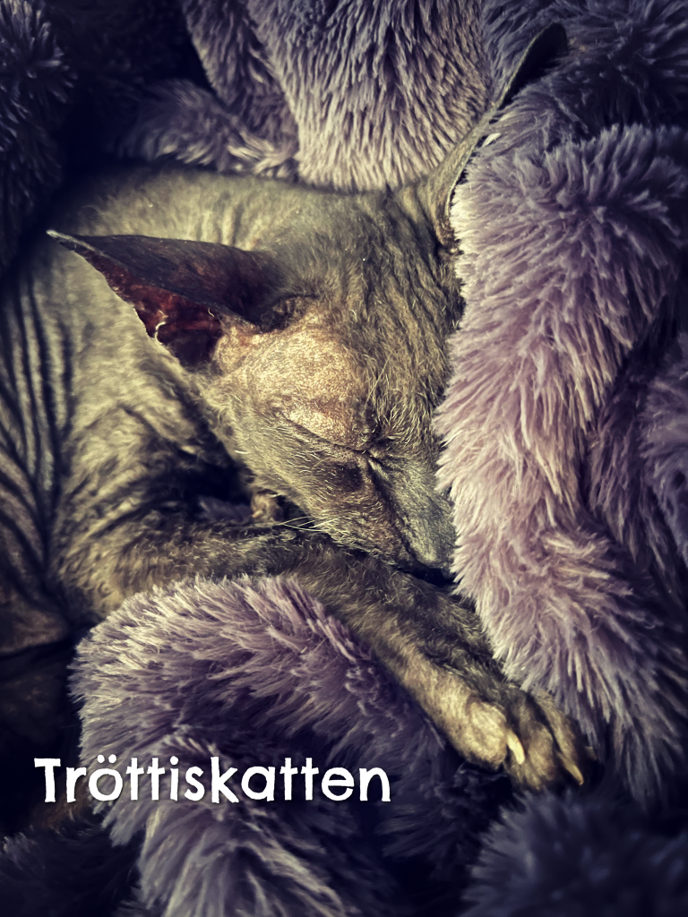 katt - Bloggbevakning