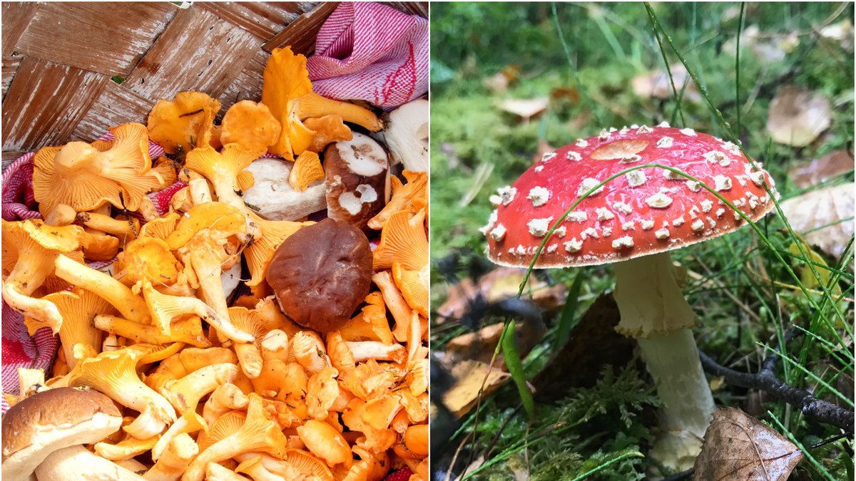 Ska du ut och plocka svamp? Här är 3 sorter du ska akta dig för ...
